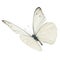 White butterfly flying stock image. Image of present - 64140979