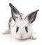 White Rabbit with Black Spots Stock Photo - Image of affectionate ...
