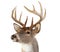 Whitetail Deer Head Looking Left Stock Photo - Image of herbivore, rack ...