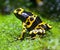 Yellow-headed Poison Frog 1 Stock Photo - Image of croak, portrait: 4452362