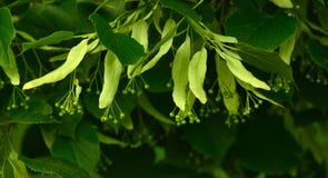 Árbol del tilo foto de archivo. Imagen de frondoso, solo - 9578666