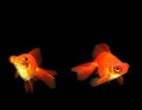 Two Goldfish Swimming In Circles Stock Images - Image: 1738474