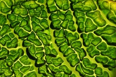 The Epidermal Cells Of Cabbage Royalty Free Stock Image - Image: 35913506