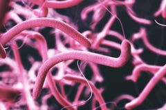 Pink bacteria stock illustration. Illustration of medicine - 28798132