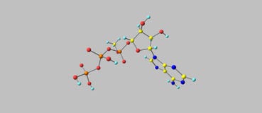Adenosintriphosphat Atp-Strukturformel Vektor Abbildung - Illustration ...