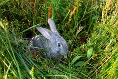 Grey rabbit stock photo. Image of green, hare, fauna - 16158924