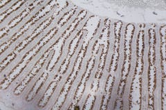 Agaricus Section Under The Microscope Stock Illustration - Illustration ...