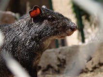 Mexican Agouti stock photo. Image of agouti, rodent, cute - 13256550