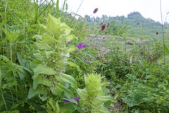 Ajuga Stock Photos - Download 302 Images
