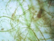 Algas filamentosas foto de archivo. Imagen de manta, microscopio - 89484828