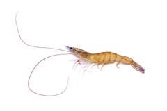 Alive Shrimp Royalty Free Stock Image - Image: 4748476