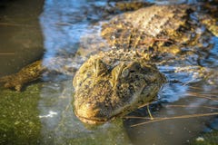 Waiting Alligator - Amazon River Stock Image - Image: 14356439