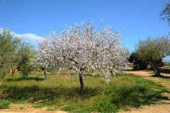 Flowering Almond Tree Stock Photos, Images, & Pictures - 887 Images