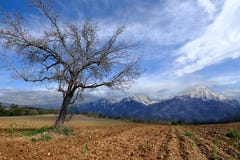 Autumn Landscape With Alone Tree On Mountain Stock Illustration ...