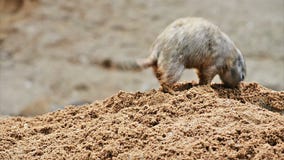 American Prairie Dog Digging Stock Footage - Video of cynomys, american ...