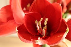 Red Amaryllis flower stock image. Image of growth, blooming - 12558127