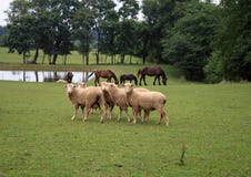 Amish Farm stock image. Image of barns, land, bydlo, meadows - 13515999