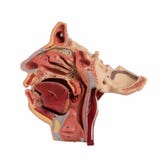 Anatomia Do Rosto Humano Imagens de Stock - Imagem: 32859584