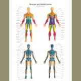 Anatomy Of Male Muscular System Stock Illustration - Illustration of ...