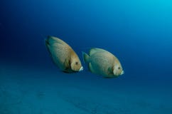 Angel fish Bonaire stock image. Image of salt, tropical - 1784717