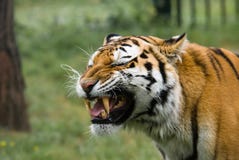 Tiger Angry Royalty Free Stock Photography - Image: 4578457