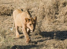 Animals 036 lion stock image. Image of nature, safari, explore - 493153