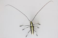 Insecto Negro Con Las Antenas Largas Stock Photos - 53 Images