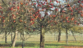 Apfelbaum Im Herbst Stock Photos - Download 947 Images