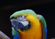 Arara Royalty Free Stock Photos - Image: 7338878