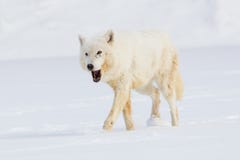 Arctic Wolf Eating stock image. Image of prey, arctic - 28165375