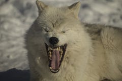 Growling Wolf Stock Images - Download 68 Photos