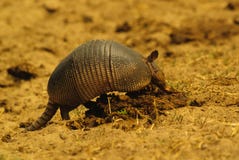 Armadillo Stock Photos - Royalty Free Images