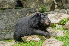 Lying Black Bear stock image. Image of lying, wildlife - 1815295