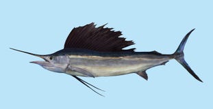 Zeilvis Voorraadbeelden - Download 877 Royalty Vrije Foto's