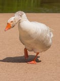 Goose Attacking Protecting Nest Stock Image - Image of attack, mean ...
