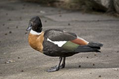 Australian Shelduck stock image. Image of duck, young - 15796775