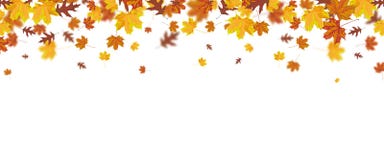 Autumn Leaves Maple Header Stock Photos, Images, & Pictures - 133 Images