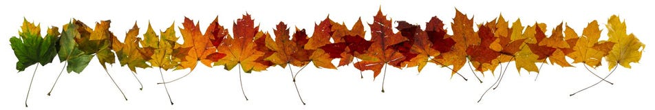 Row Of Autumn Leaves Stock Photos - Image: 1427513