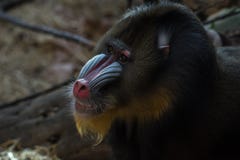 Smiling Baboon Stock Images - Download 42 Royalty Free Photos