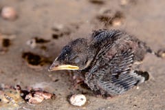 Baby miner bird stock image. Image of young, close, single - 1927251