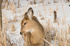 Eating baby deer 2 stock image. Image of mammals, nature - 372139