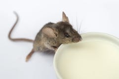 Two Mice Are Drinking The Beer Stock Photos - Image: 7300103