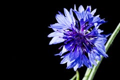 Bachelor Buttons Cookies stock image. Image of candied - 19448915
