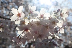 First cherry blossoms stock image. Image of botany, garden - 607407