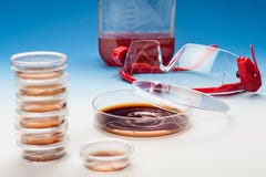 Bacterial Cultures Growth On Petri Plate Dish Isolated On Black Stock ...