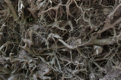 Twisted Tree roots stock photo. Image of spreading, beautiful - 40079522