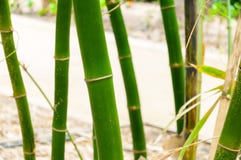 Flowering Bamboo Plant Stock Images - Download 284 Royalty Free Photos