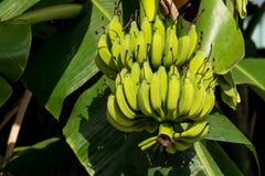 Banana Tree stock photo. Image of green, heart, agriculture - 21671882