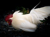 Rooster Fight Stock Images - Download 1,215 Royalty Free Photos