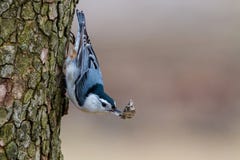Bargiel zdjęcie stock. Obraz złożonej z natura, shiners - 36419866